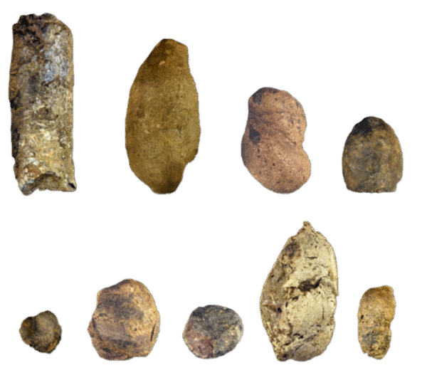 All about Coprolite - Siop Sian