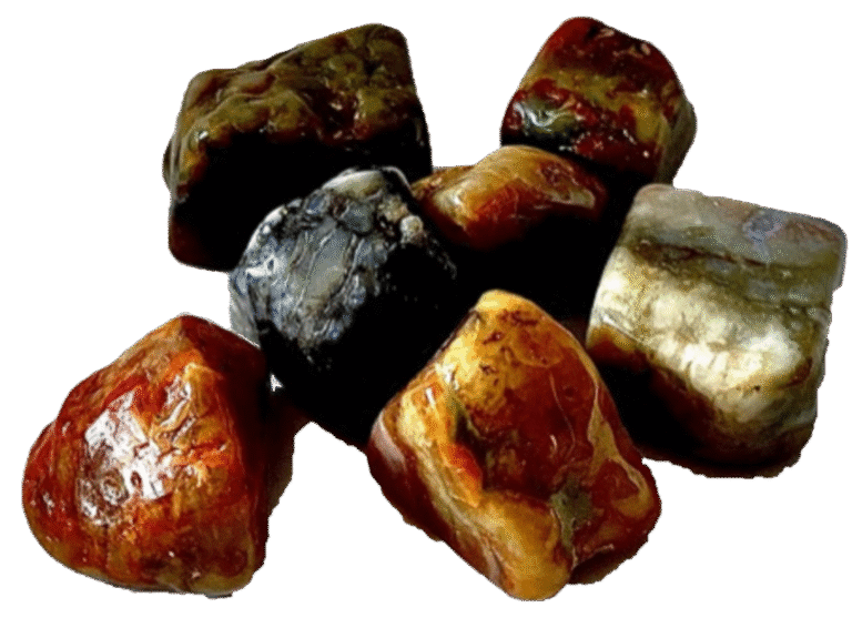All about Coprolite - Siop Sian